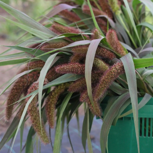 Red Jewel grass – Setaria Italica - Tal Florals