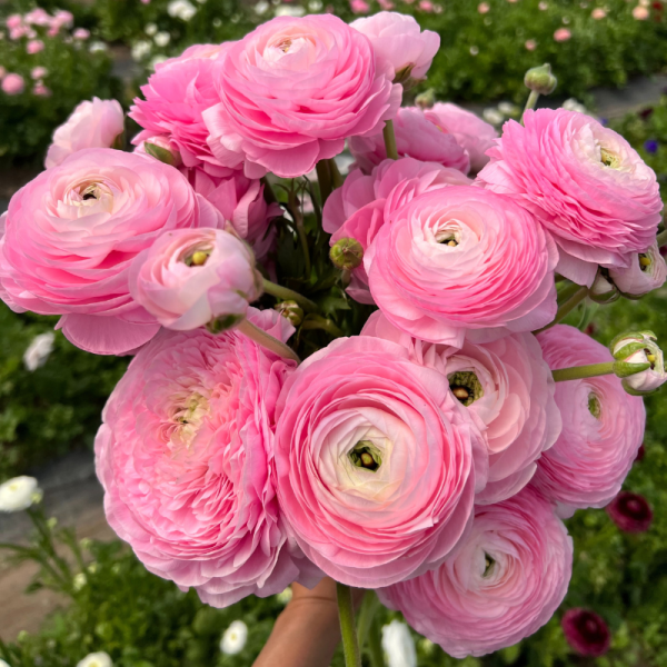 Ranunculus Rosa Chiaro - Tal Florals