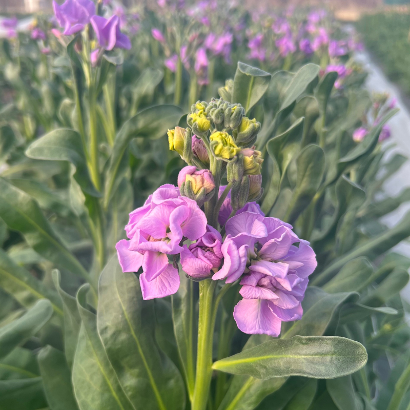 Stocks New Kabuki Lavender - Tal Florals