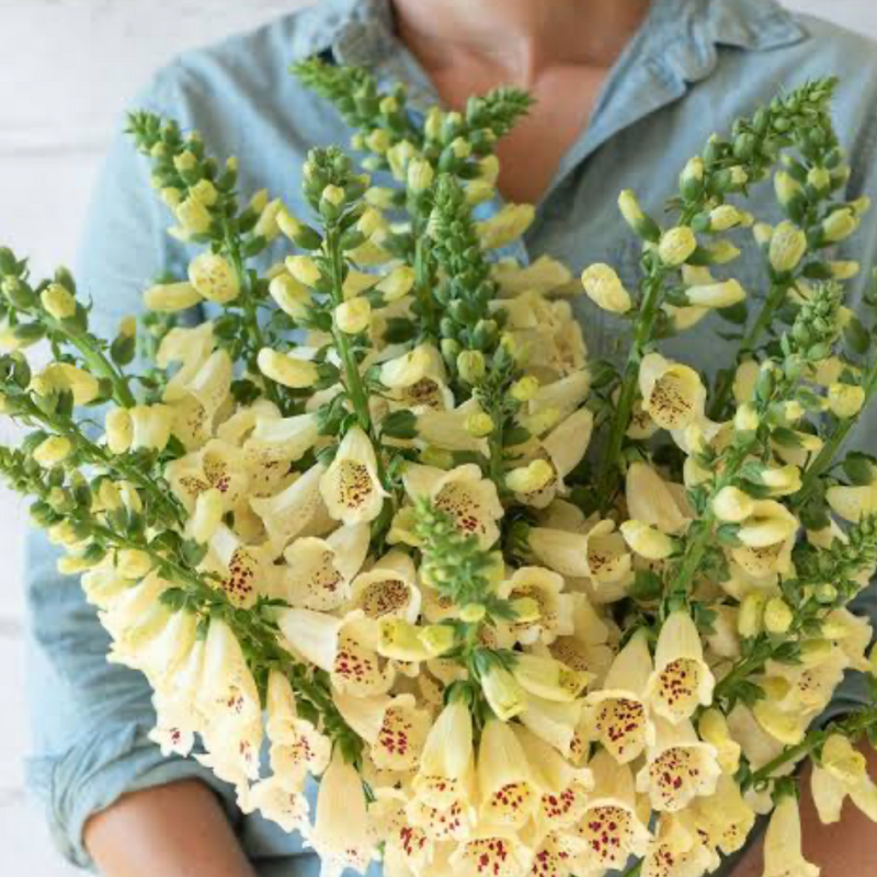 Digitalis Foxglove Camelot Cream - Tal Florals