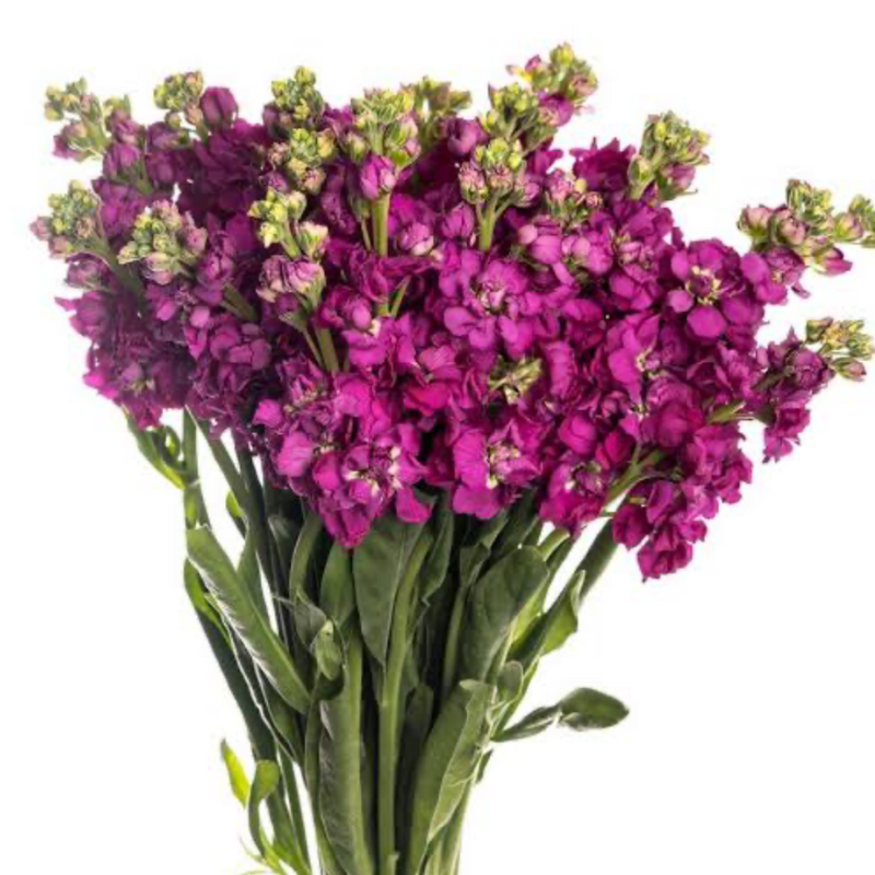 Stocks Beauty Reddish Purple - Tal Florals
