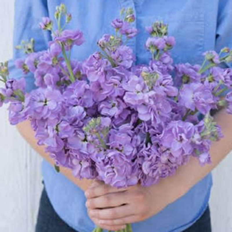 Stocks Katz Light Lavender - Tal Florals