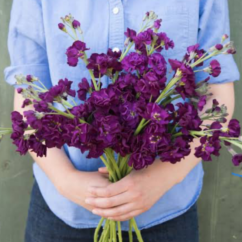 Stocks Katz Purple - Tal Florals